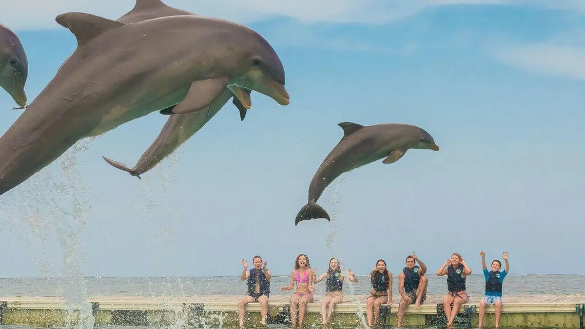 Dolphin Action | Experiências com Guia Local